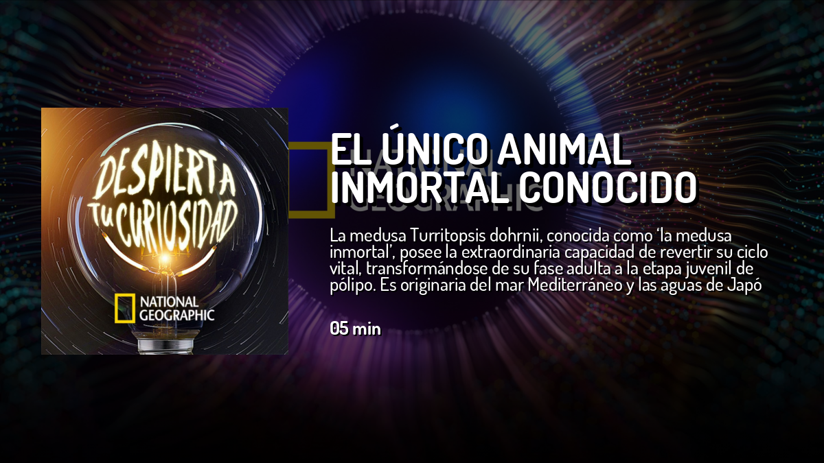 El único animal inmortal conocido — DESPIERTA TU CURIOSIDAD — Cuonda